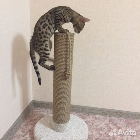 Малыш бенгал