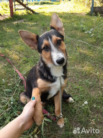 Трехцветная щенуля Венди