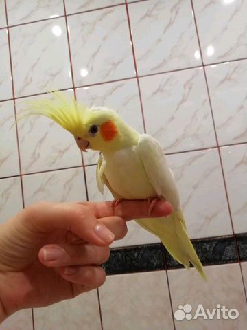 Корелла Симпатичная девочка 1,5 года