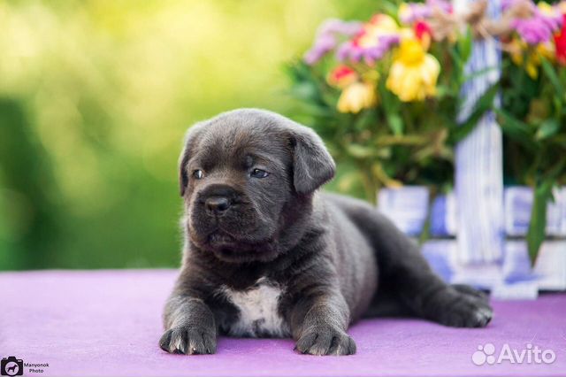 Щенок кане корсо