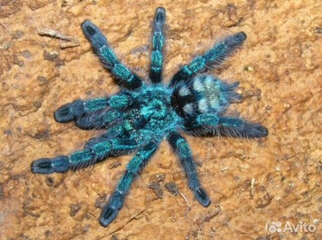Паук-птицеед: avicularia versicolor