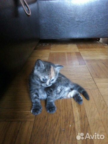 Котенок и кошечка мама вислоухая шотландка