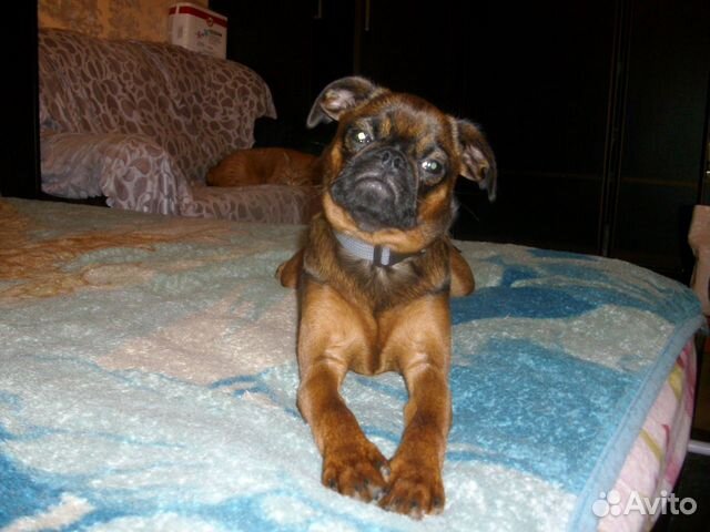 Щенок Пти-Брабансона