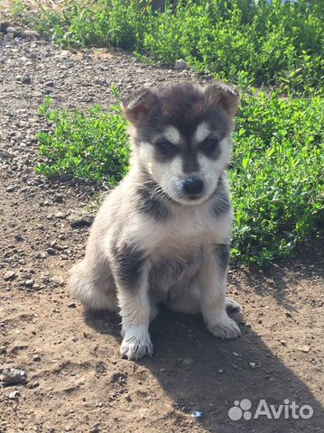 Щенки ищут дом