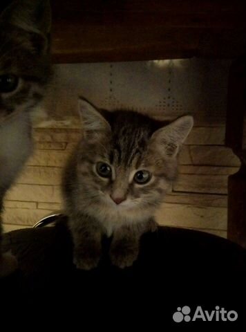 Миленький котенок Тася
