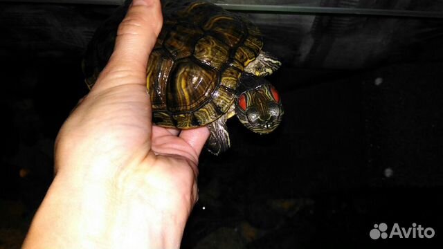 Отдам черепашек