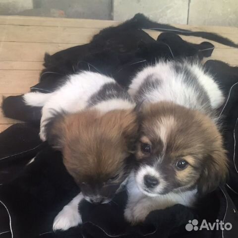 Щенки пекинес