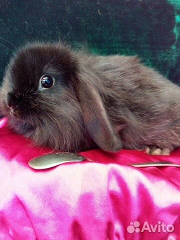 Миниферма карликовых кроликов "Лапик"