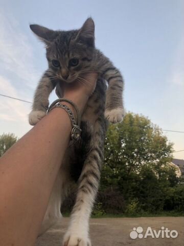 Котёнок Кнопочка ищет Родителей