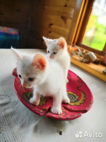 Котята-малютки в дар