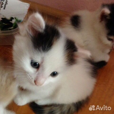 Котята