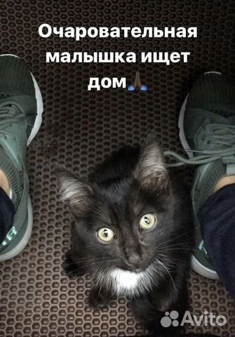 Кошечка