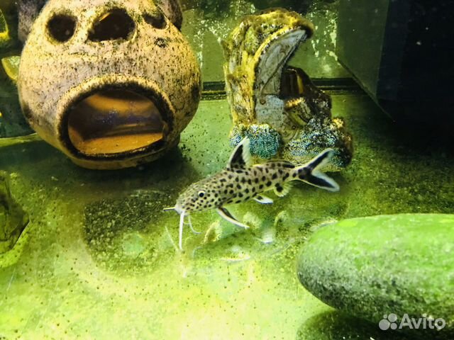 Синодонтис (сомик) пара (10см)