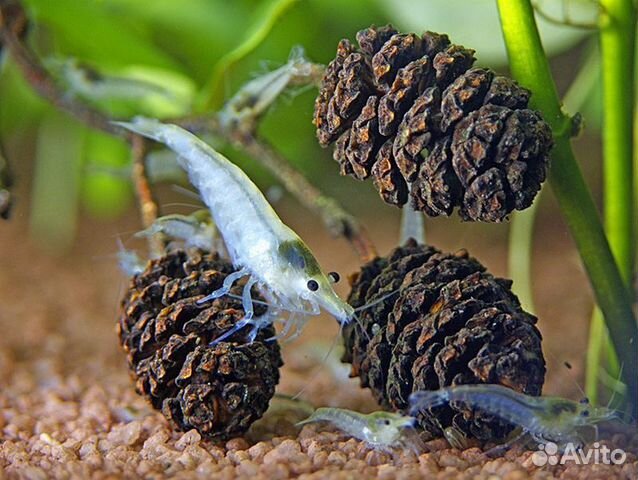 Шишки ольхи,листья дуба,кора дуба.Аквариум/терра