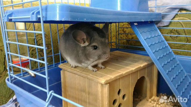 Шиншилла фиолет