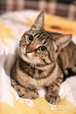 Кот Томас (1,5 года)