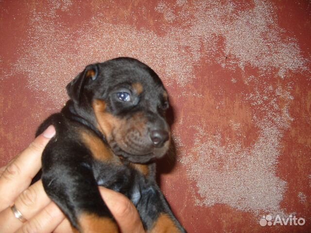 Щенки добермана