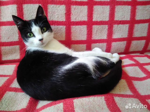 Кот Феликс,7 месяцев,игривый