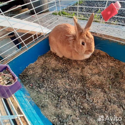 Декоративная крольчиха