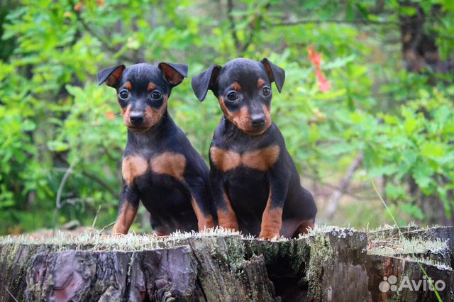 Мини доберманчики)
