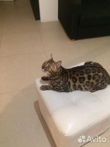 Кошка на вязку