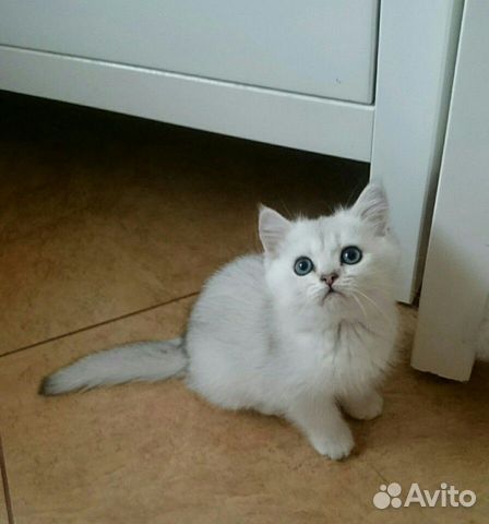Мальчик серебро британец