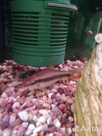 Сиамский водрослеед