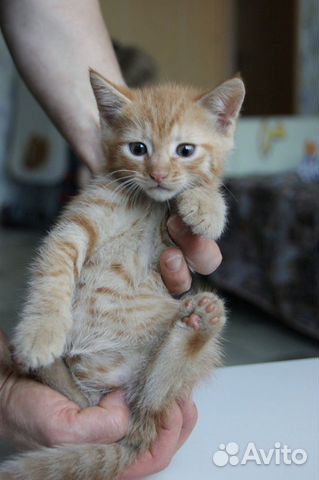 Солнечный рыжик 1.5 мес