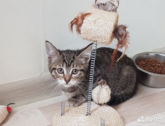 Усатые-полосатые котята ищут дом