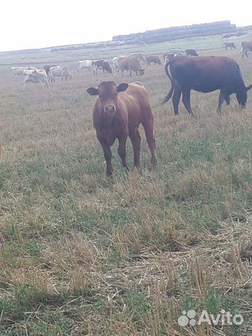 Телята потсосные