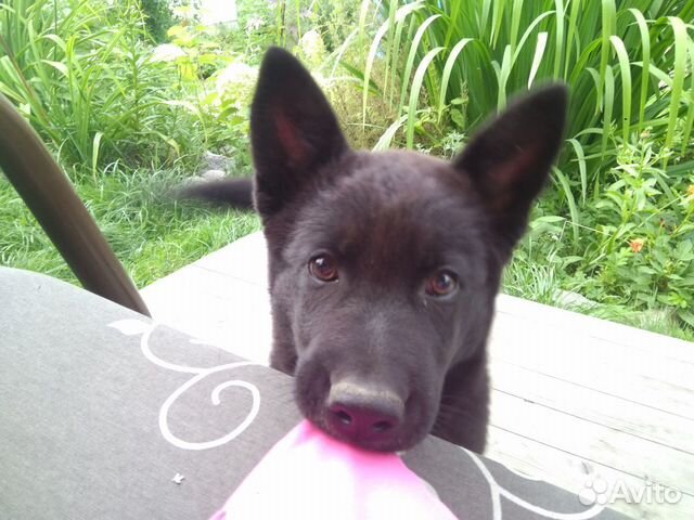 Щенок лабрадора и овчарки