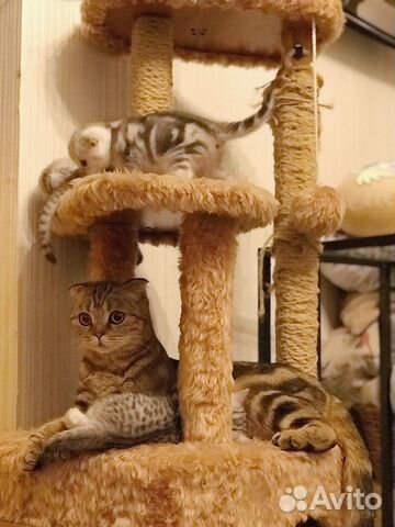 Шотландская вислоухая / Scottish fold