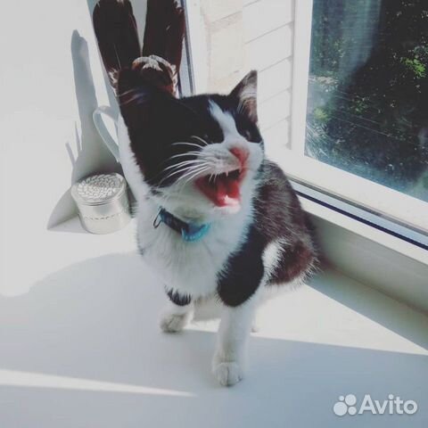 Котёнок Флокс