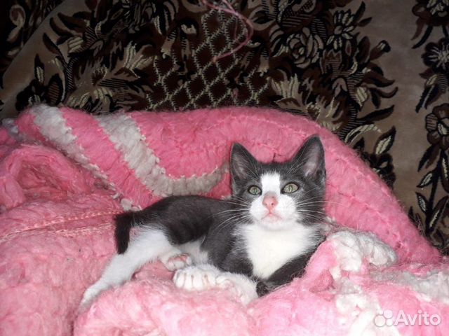 Котенок мальчик Проша 2 мес в добрые руки