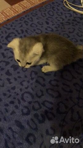 Милые шотландские котята, 1,5 месяца