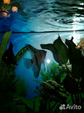 Скалярия Зелёный Ангел