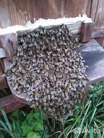 Пчёлы Карпатки