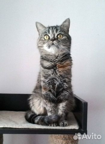 Кошка в добрые руки Ксеня,скотиш-страйт шотландска