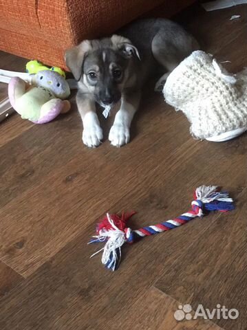 Метис акиты и стафорда