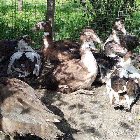 Мускусные утки и селезни