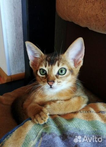 Маленький комочек счастья