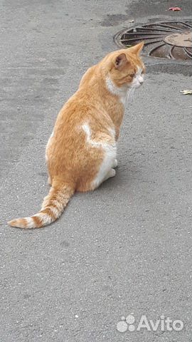 Отдадим кота Рыжика в хорошие руки