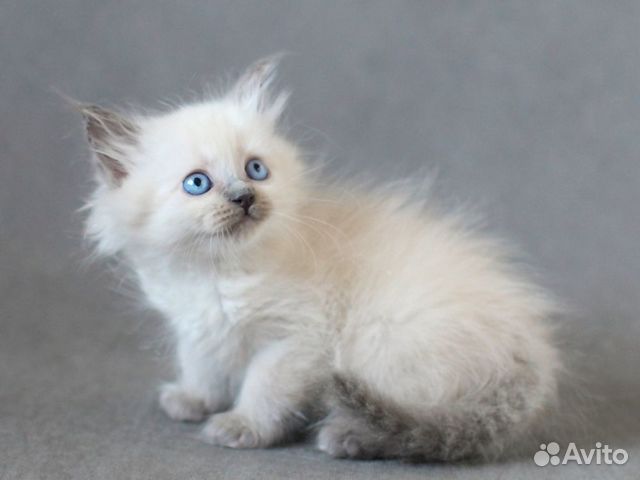 Невский Маскарадный котенок
