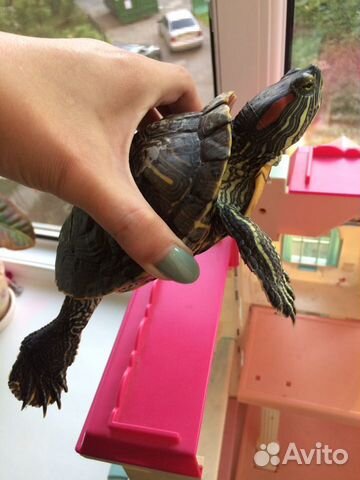 Черепашки две бесплатно