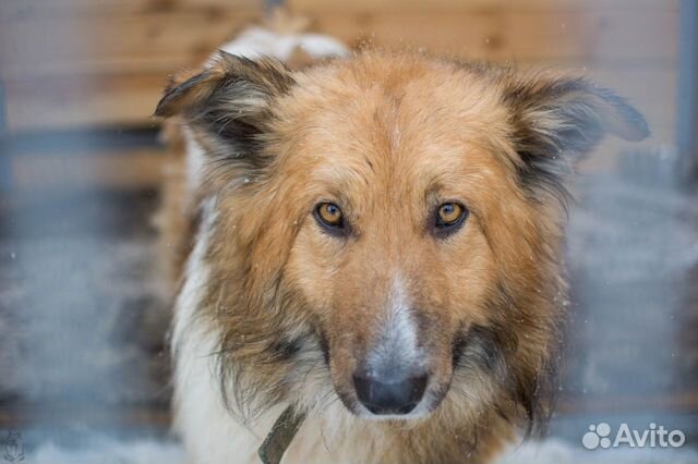 Косматый "медвежонок" Коля ищет дом