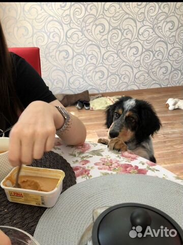 Отдадим замечательного щенка