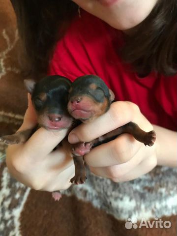 Щенки йорка