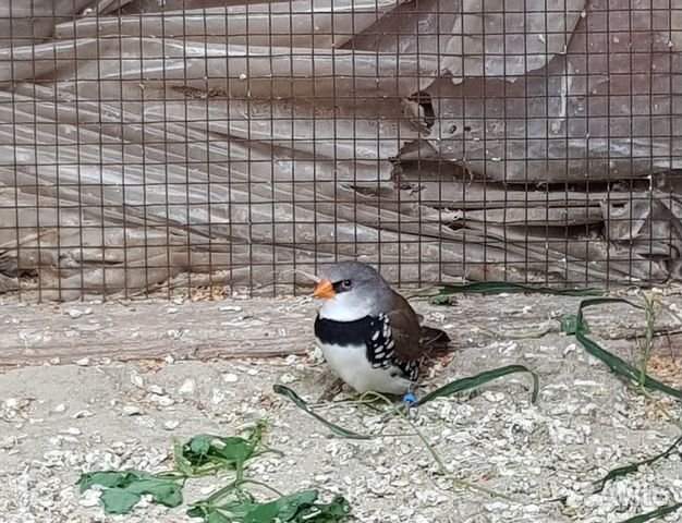 Брилиантовые амадины