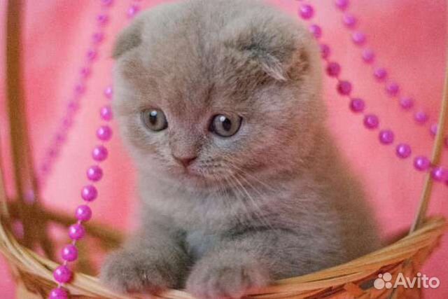 Вислоухие котята