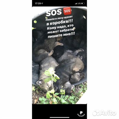Щенки ищут дом SOS